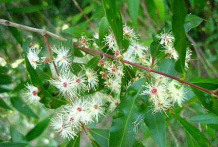 Vivero Montenativo, flora de Uruguay
